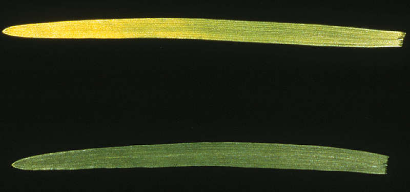 Wheat – India’s Largest agriculture seeds company – ispseeds