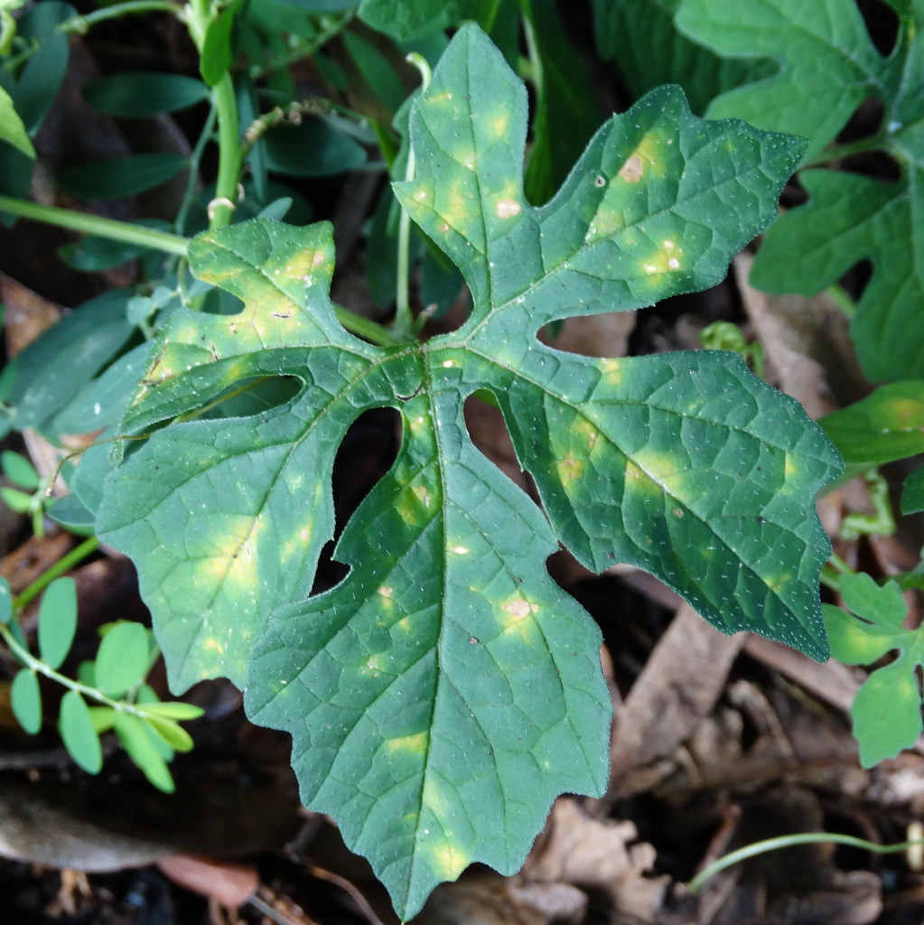 Sponge Gourd – India’s Largest agriculture seeds company – ispseeds